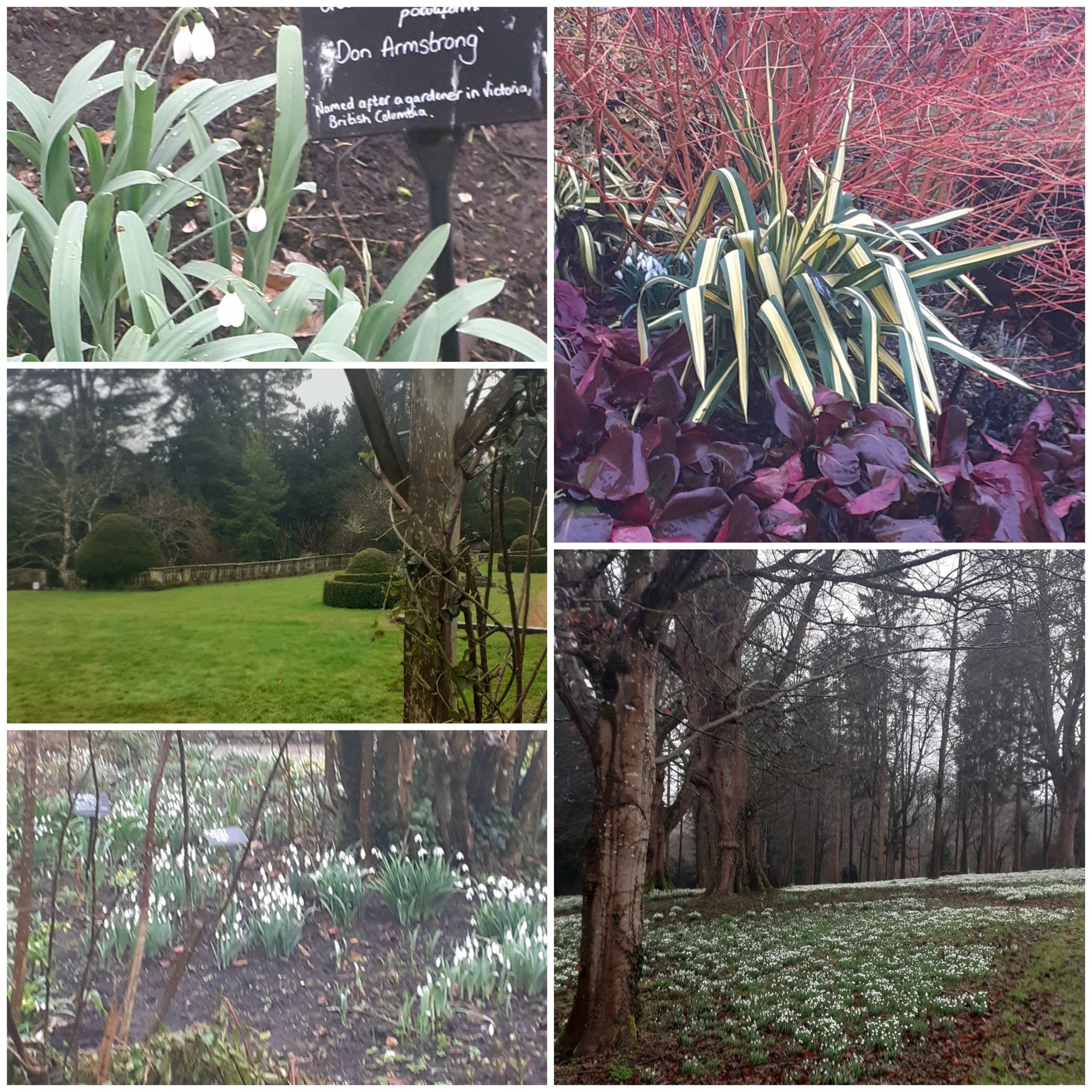 Visit to Colesbourne Gardens. – Black Pear Gardening Club.